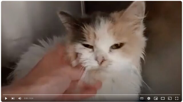 Principia solidaria — Verkami